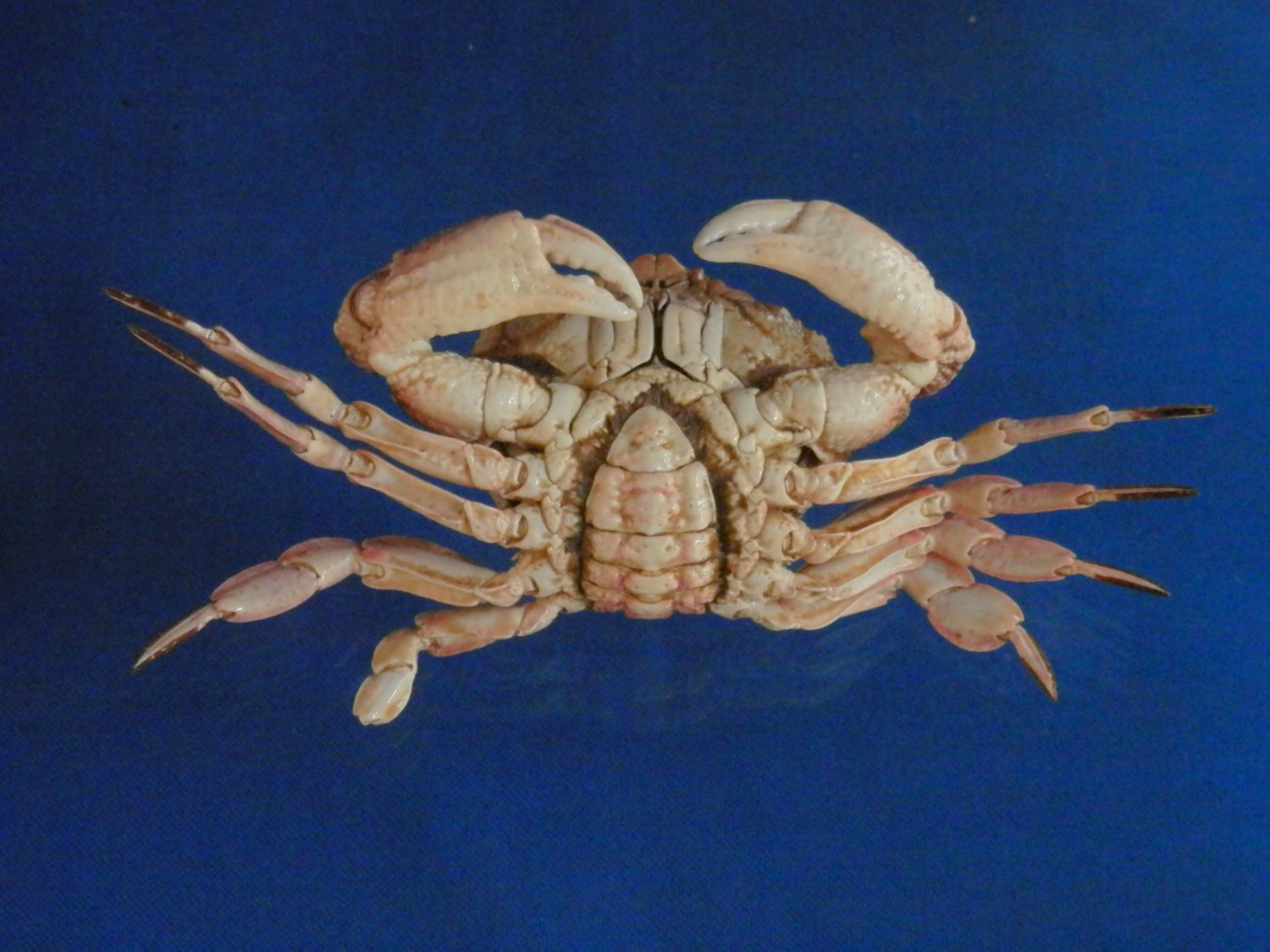 79259 Round crab - Demania cultripes, 72.2mm