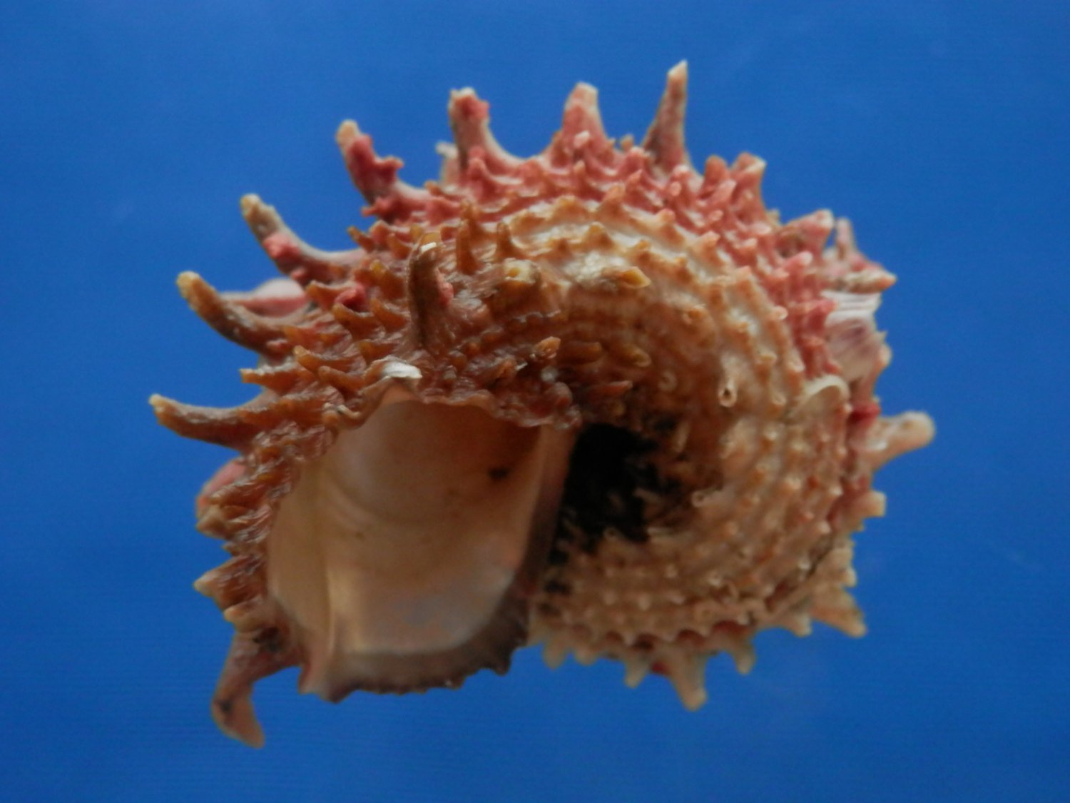 87965 Seashell Angaria poppei, 42.9 mm