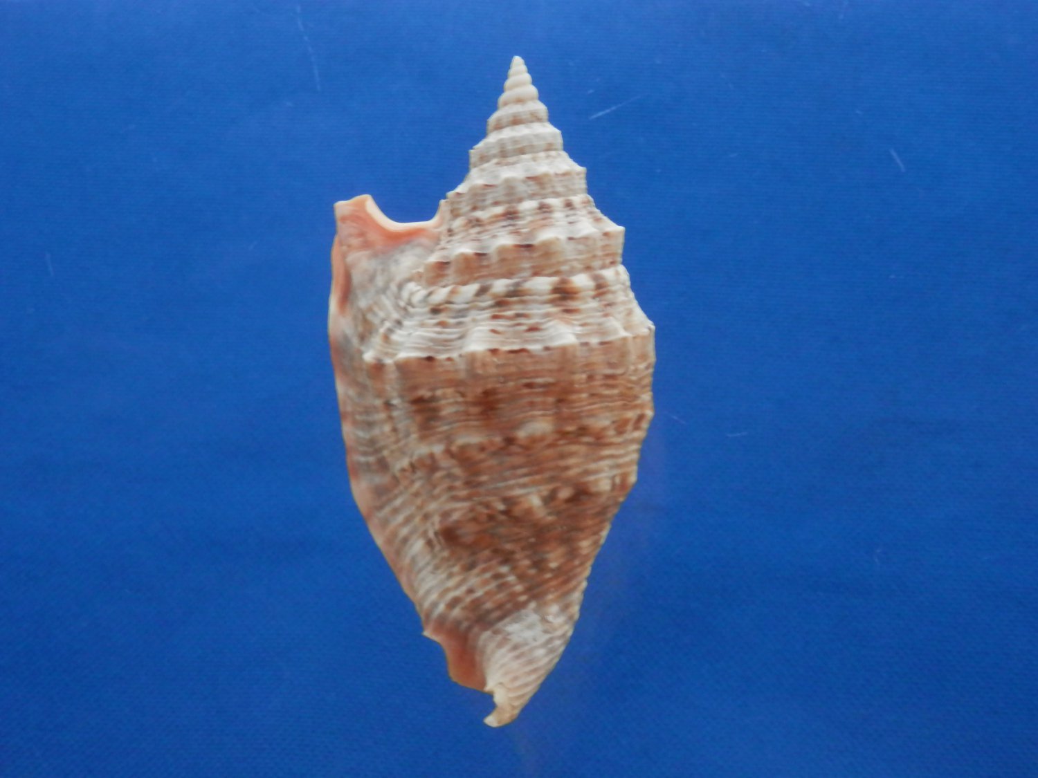 90457 Bubble Conch - Strombus bulla, 80.9 mm