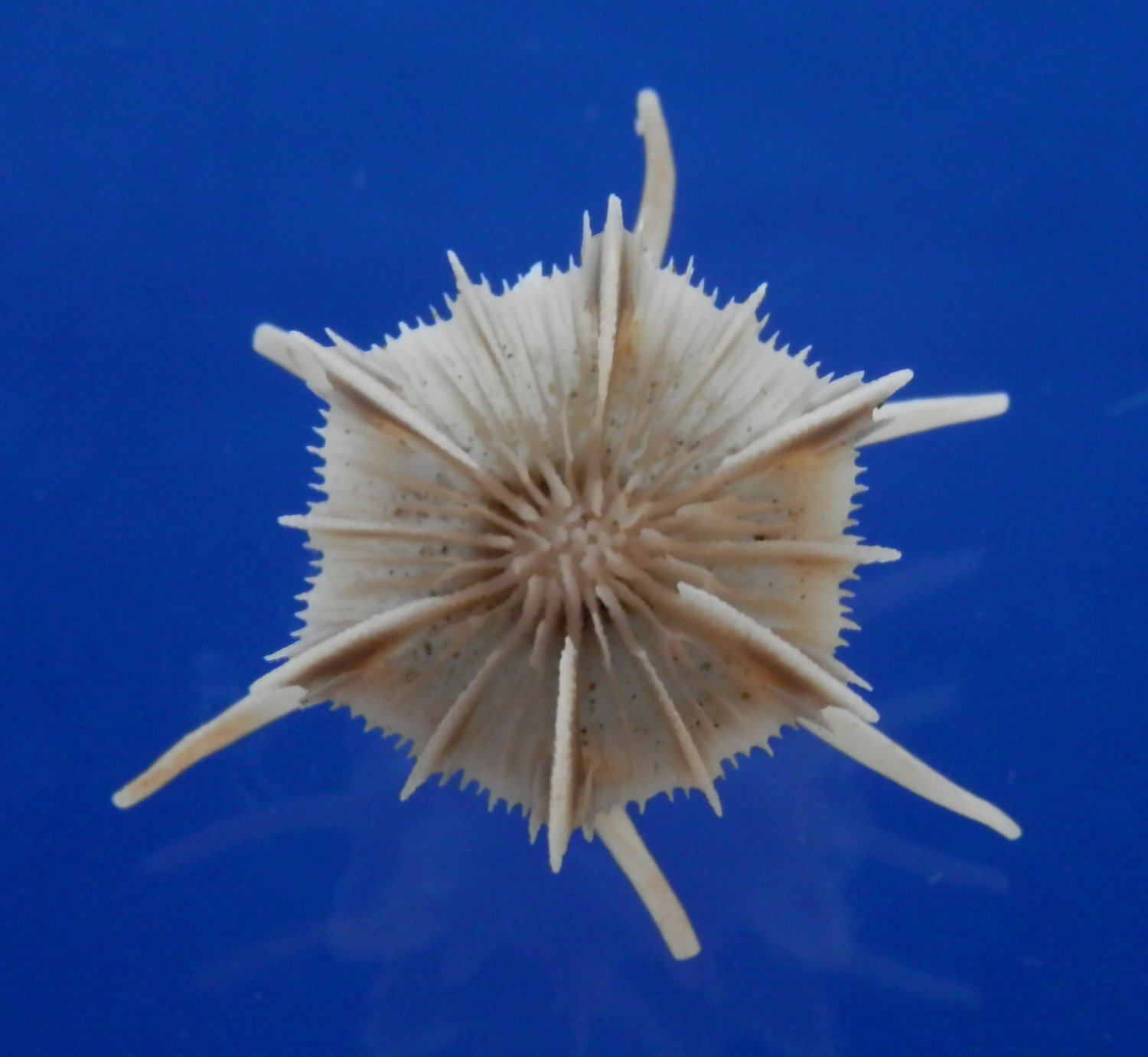 90508 Marine life- Stephanocyathus spiniger, 32.6 mm