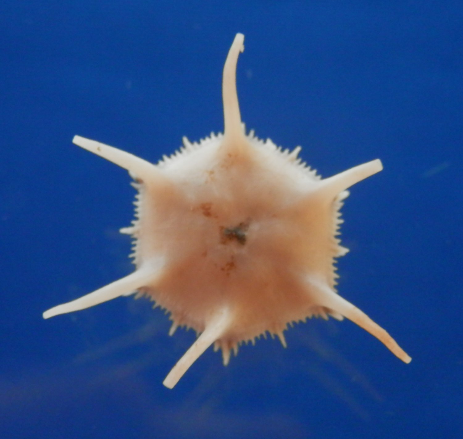 90508 Marine life- Stephanocyathus spiniger, 32.6 mm