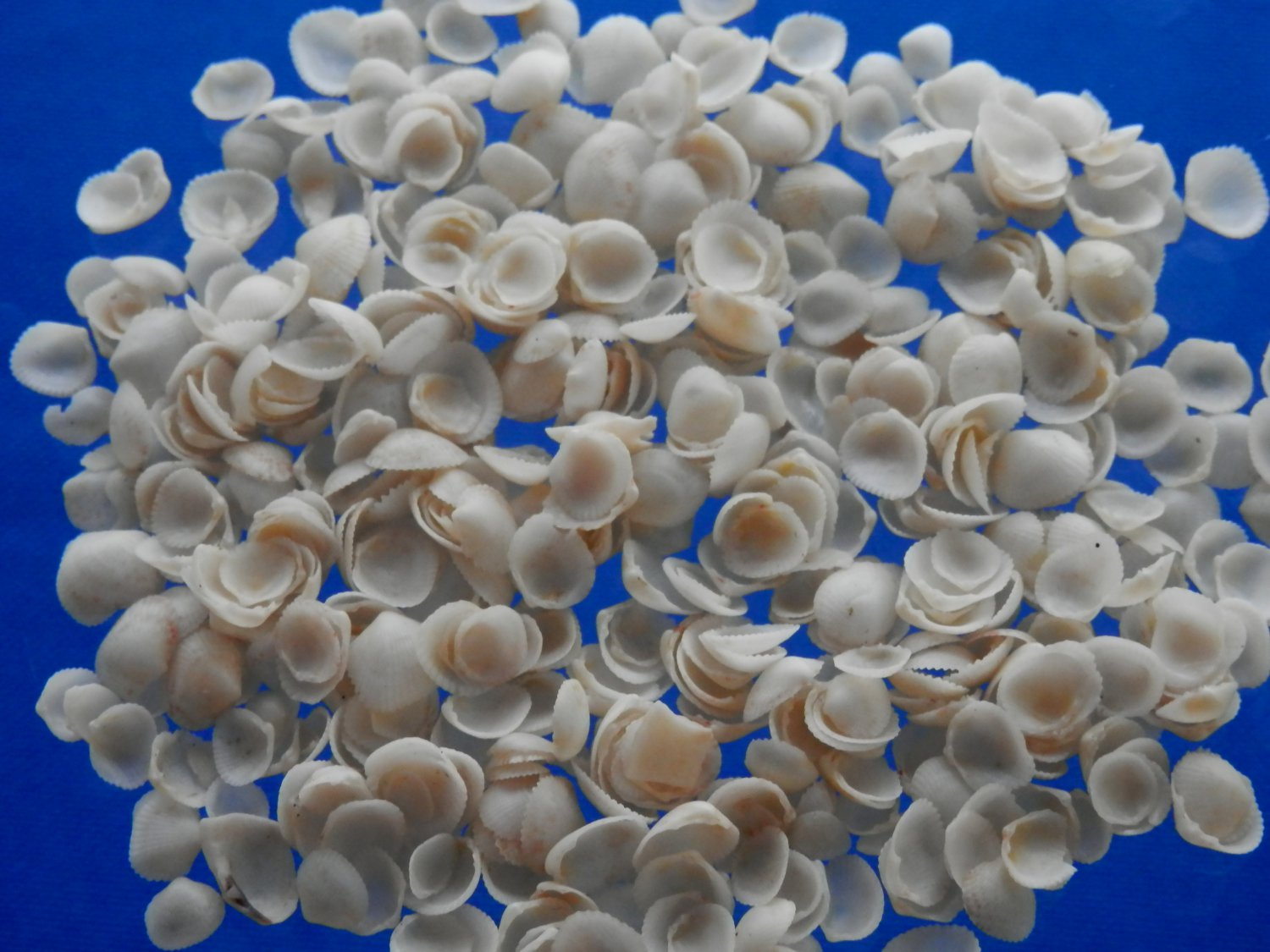 A506G Craft shells - Tiny White clam shells, 1/2 oz