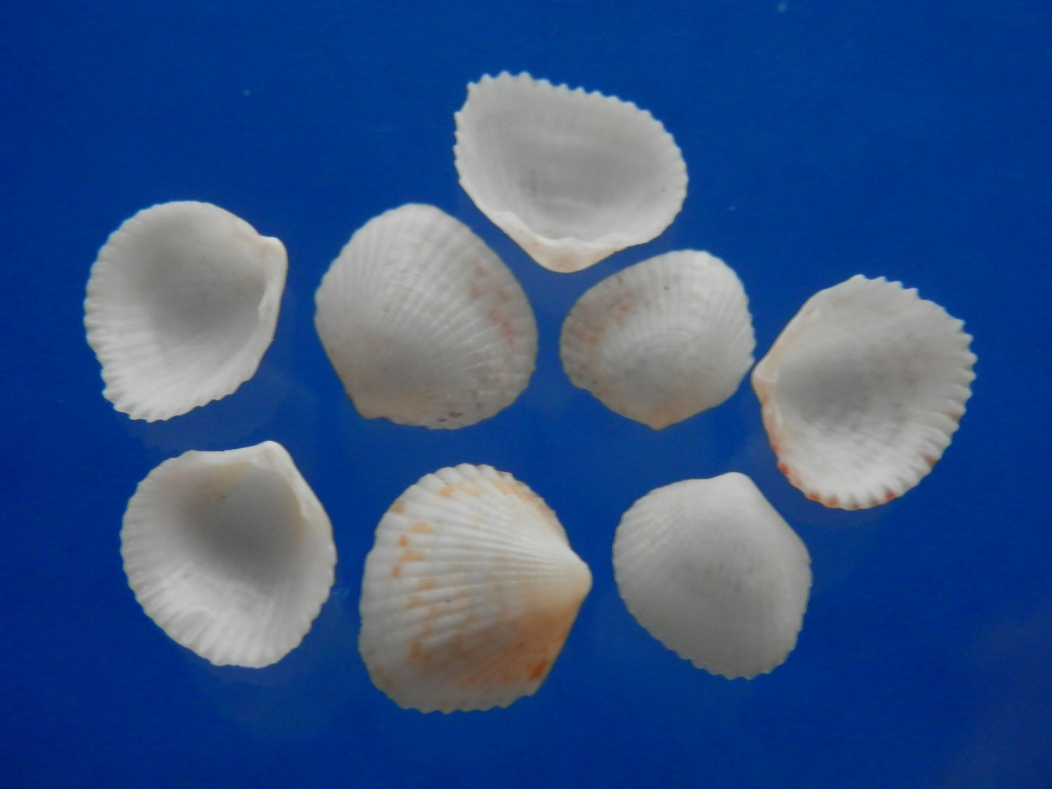 A506G Craft shells - Tiny White clam shells, 1/2 oz
