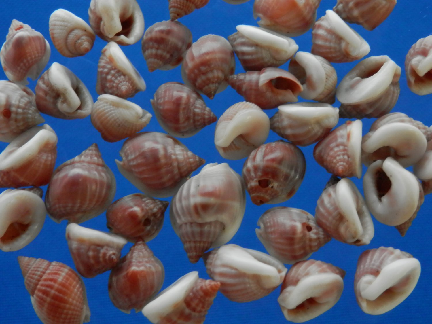 B515 Sailors Valentine Craft shells- Nassarius globosus, 1 oz