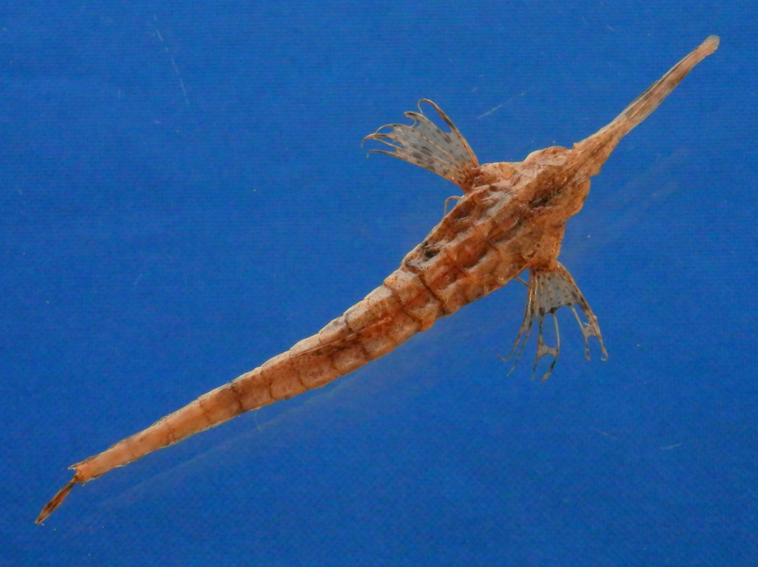 80681 Longtail seamoth - Pegasus volitans Linnaeus, 1758, 104 mm