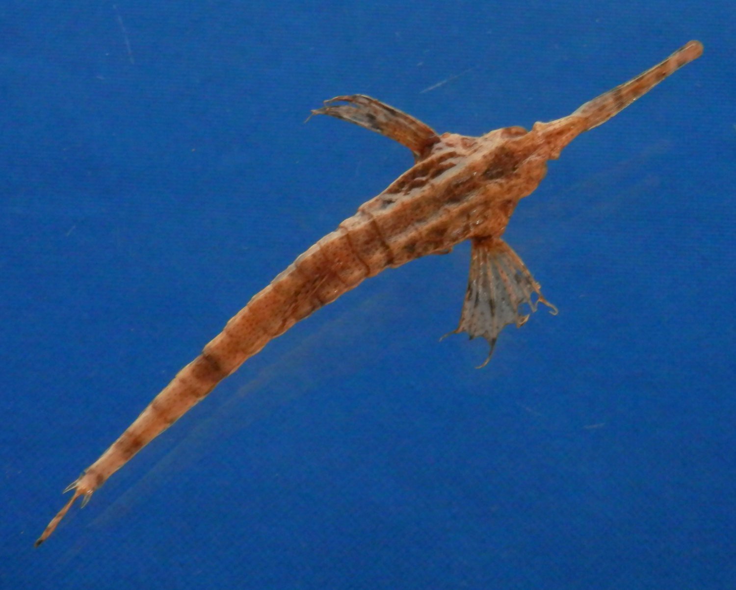 80683 Longtail seamoth - Pegasus volitans Linnaeus, 1758, 102 mm