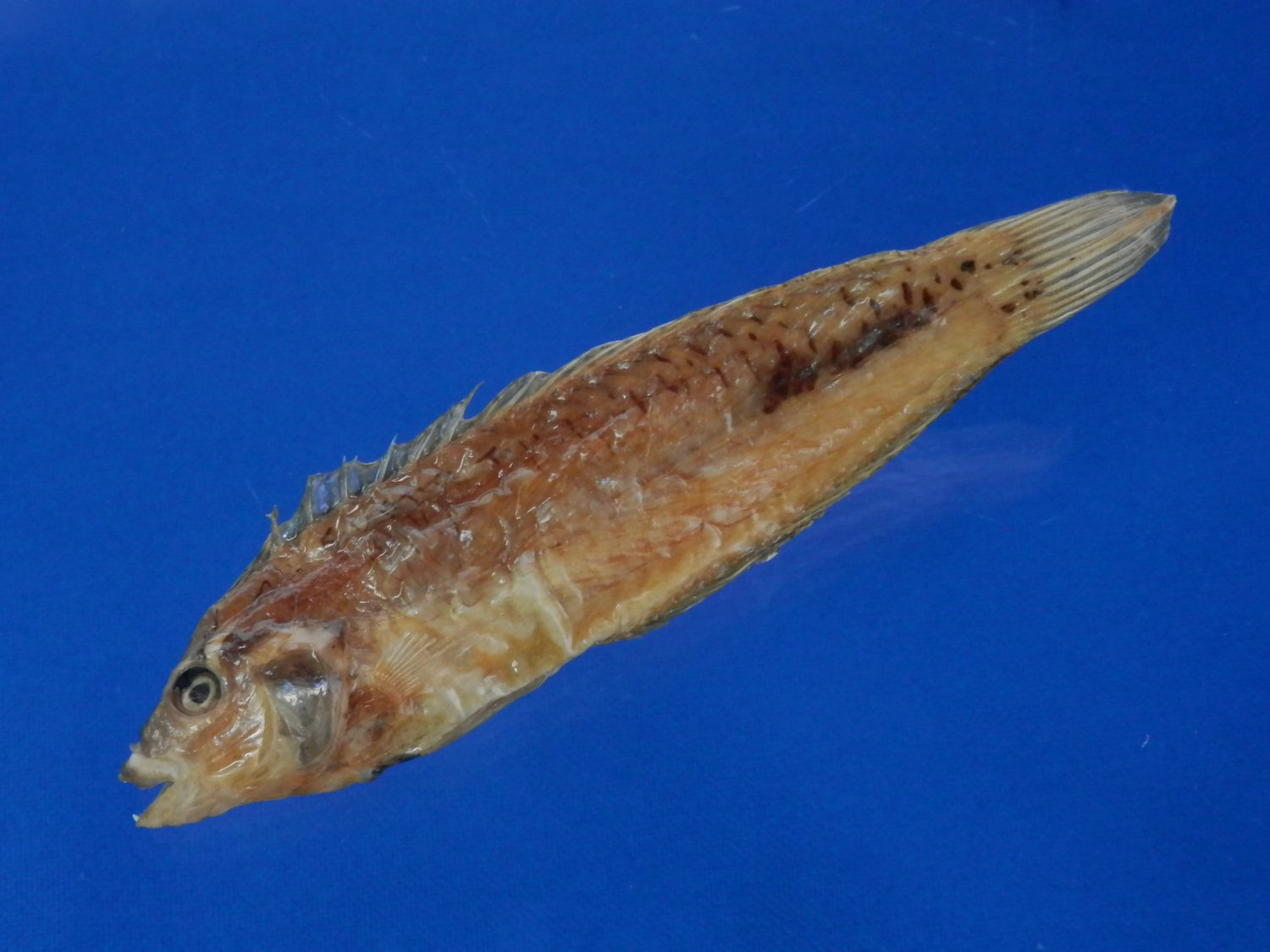 80680 Sea Grass Wrasse - Novaculichthys macrolepidotus, 135 mm.