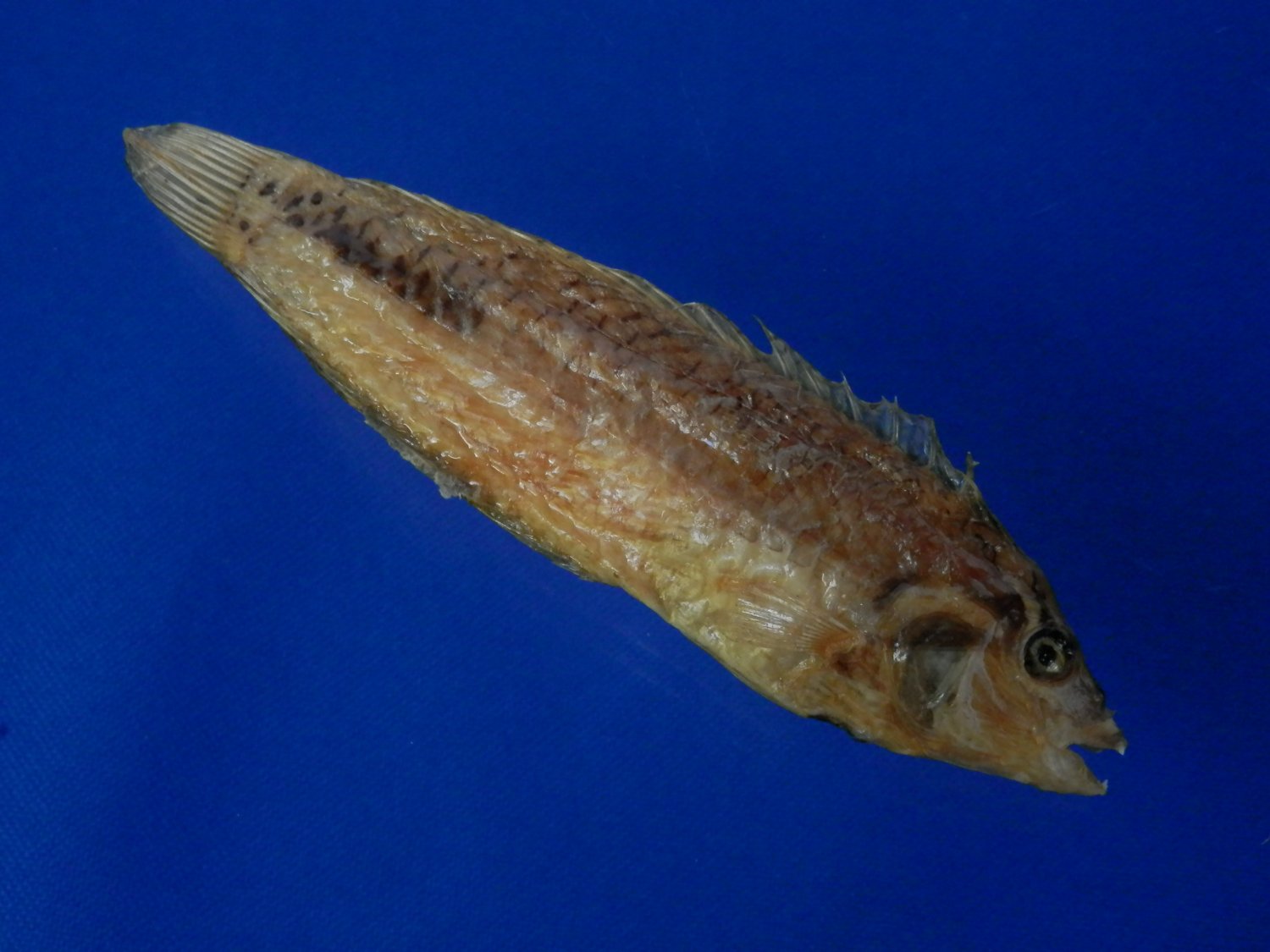 80680 Sea Grass Wrasse - Novaculichthys macrolepidotus, 135 mm.