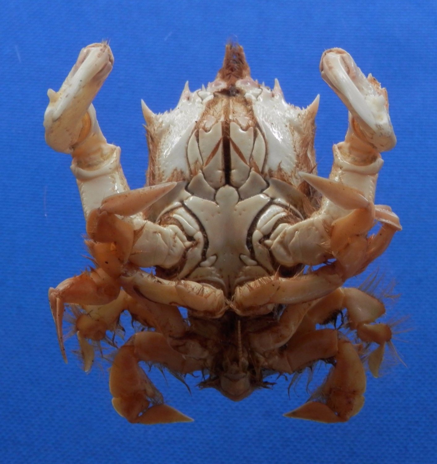 63666 Spanner crab - Notopus dorsipes, 29 mm