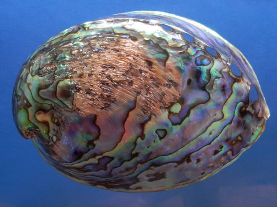 Seashell Rainbow abalone- Haliotis iris, 5 1/2" (138 mm)