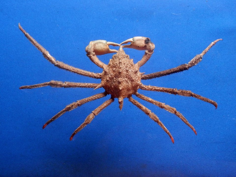 80058 Spider Crab Doclea armata 32 mm