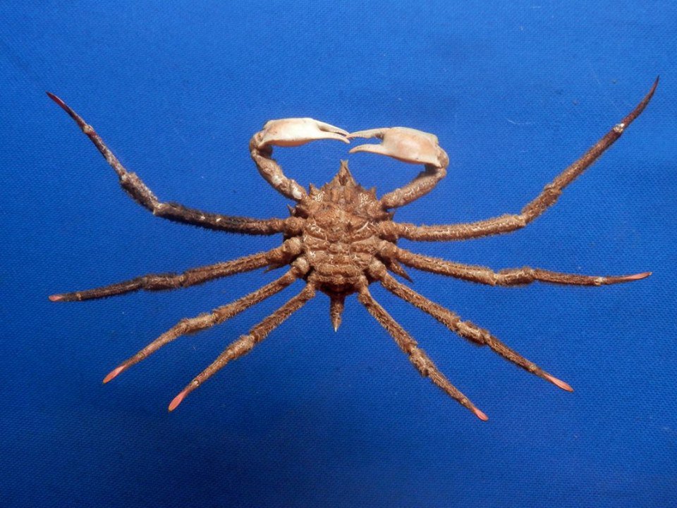 80058 Spider Crab Doclea armata 32 mm