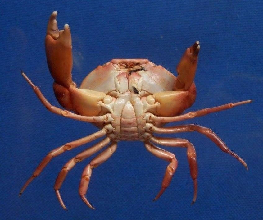 76877 Round crab - Carpilius convexus, 36 mm