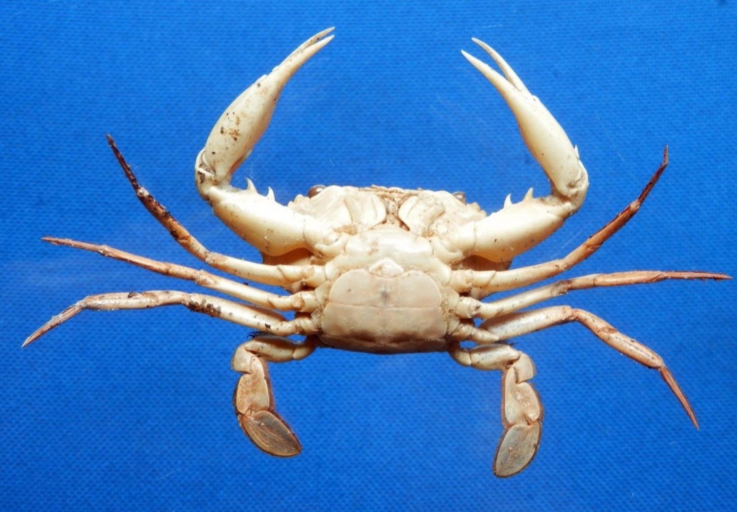 77396 Swimming crab - Charybdis anisodon, 46 mm