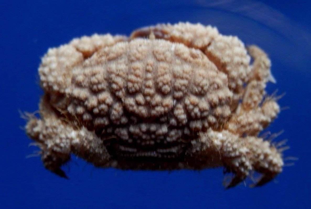 78181 Round crab - Pseudoliomera sp., 10 mm