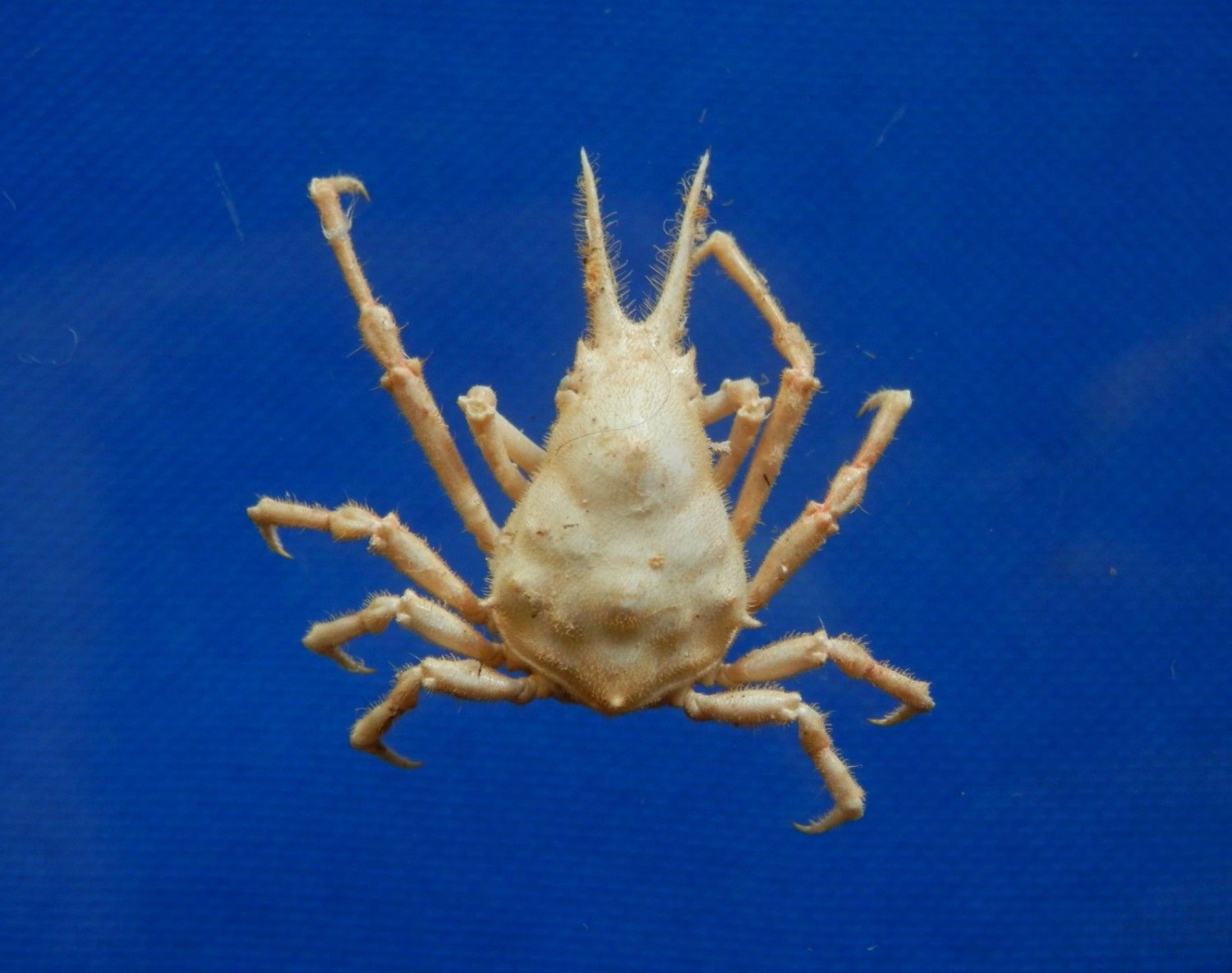 61580 Spider crab - Hyastenus elongatus 9.9 mm