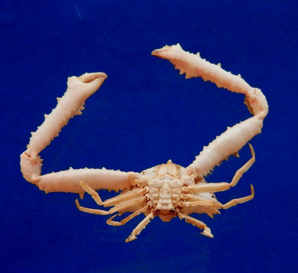 58825 Elbow crab - Parthenope hayamaensis, 19 mm
