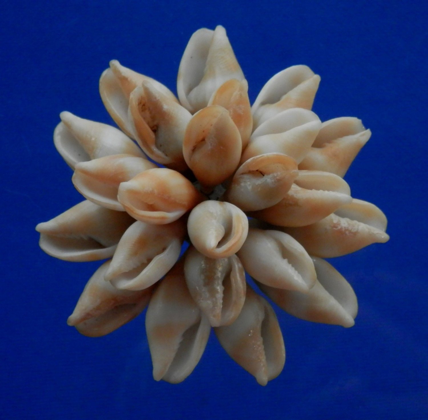 A501LCraft shells- Mitra acuminata, 12 pcs.