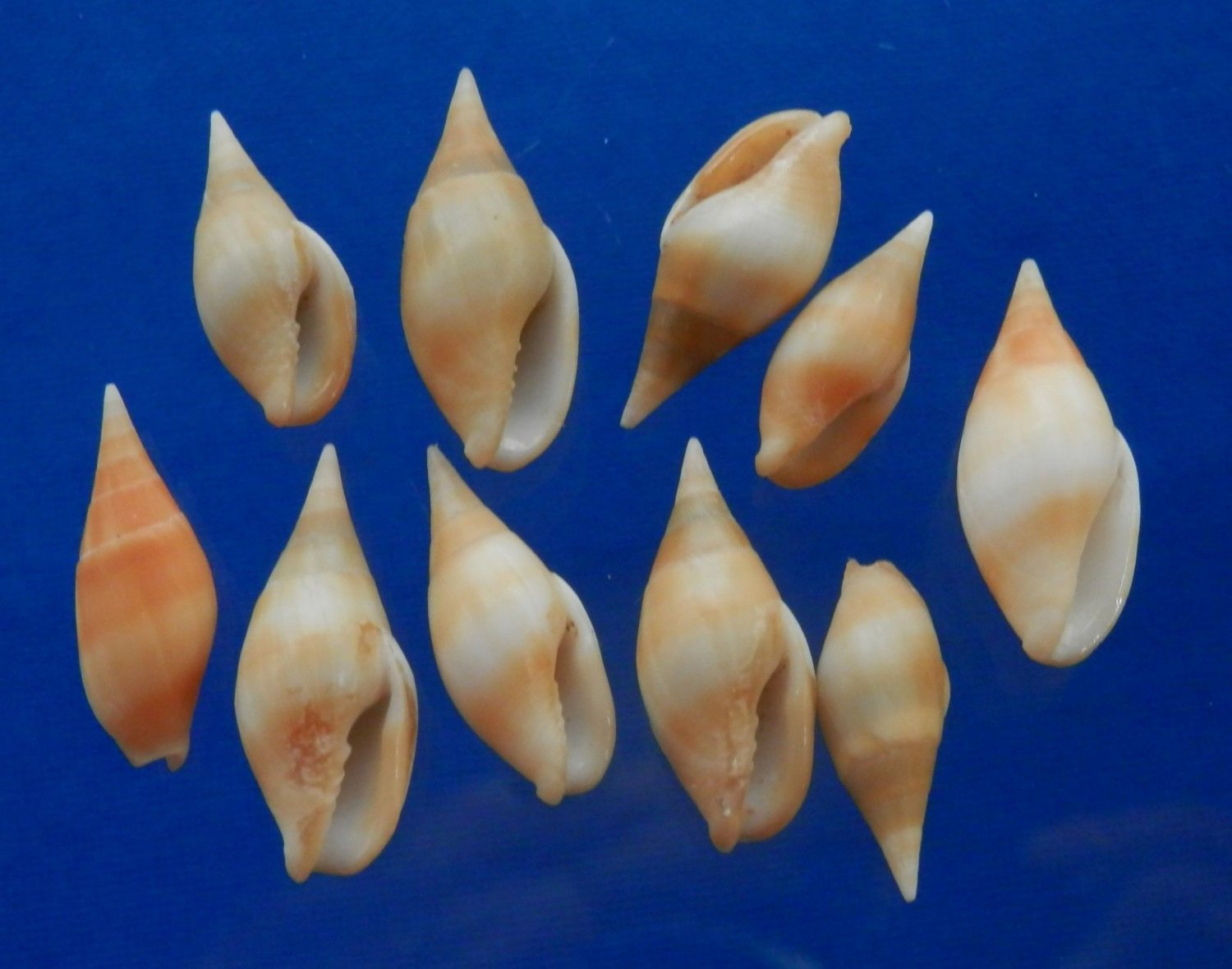 A501LCraft shells- Mitra acuminata, 12 pcs.