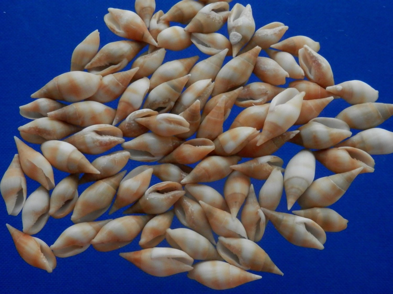 A501LCraft shells- Mitra acuminata, 12 pcs.