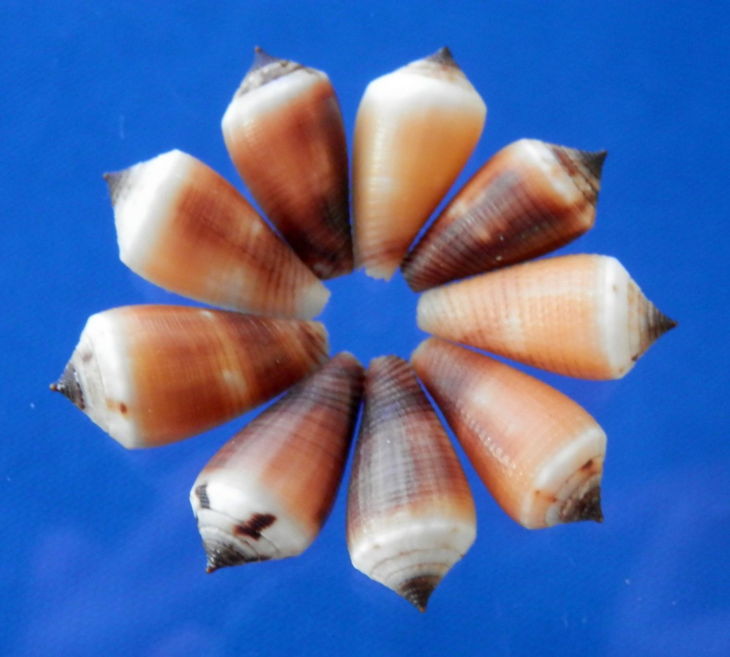 A502G Craft shells - Small shells Conus carinatus -01, 12 pcs.
