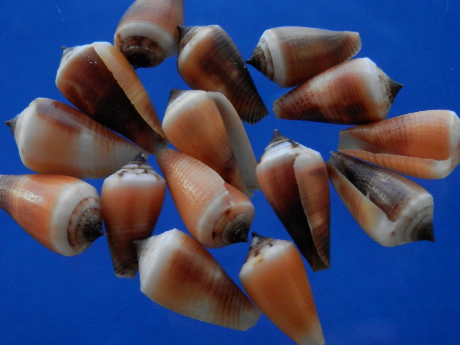 A502H Craft shells - Small shells Conus carinatus -02, 12 pcs.