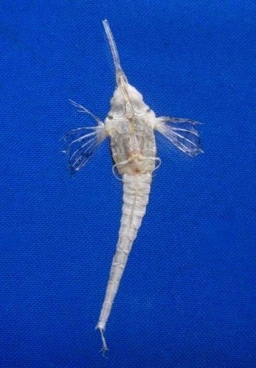 75608 Longtail seamoth - Pegasus volitans, 101 mm