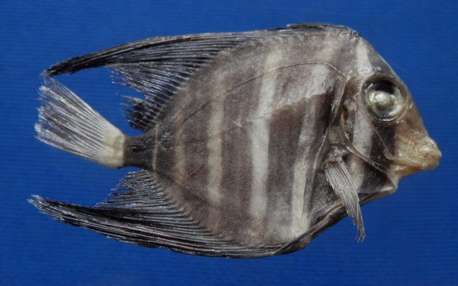 60000 Sailfin Tang fish - Zebrasoma velifer, 48.7 mm Freeze Dried