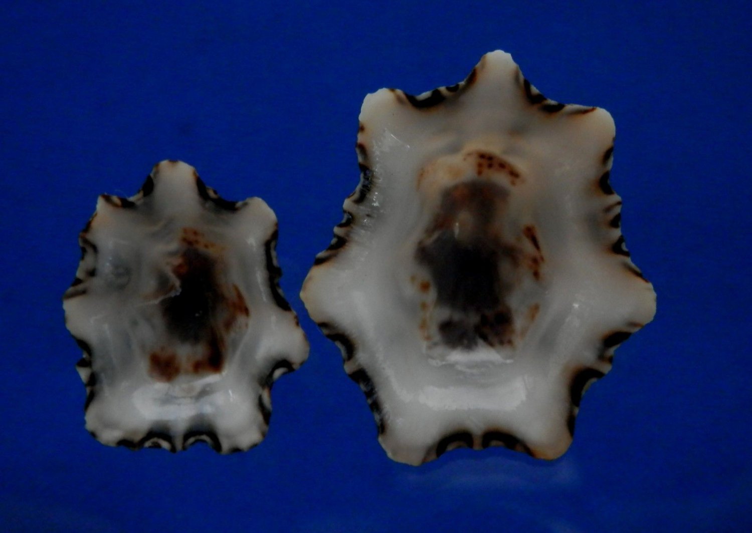 57047 Seashell Patelloida saccharina, 2 pcs