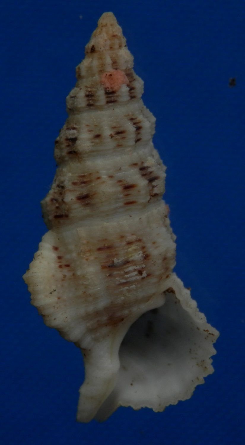 78087 Seashell Cerithium columna, 27 mm