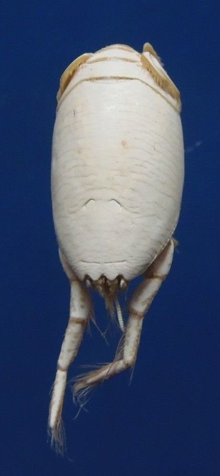 Gems Under the Sea 80578 Sea lice Mole crab Hippa ovalis