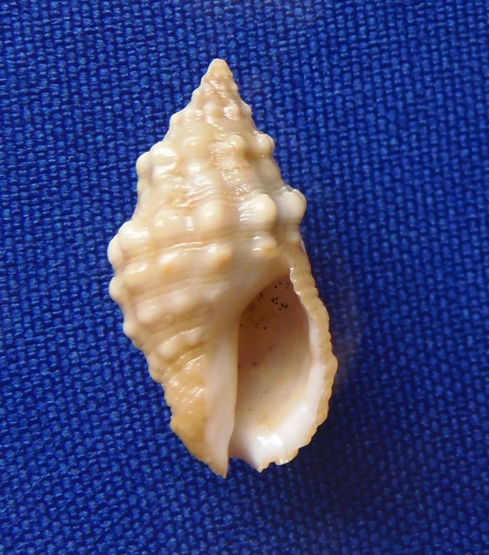 Gems Under the Sea 57147 Seashell Rugose Drupe Drupella rugosa 23 mm