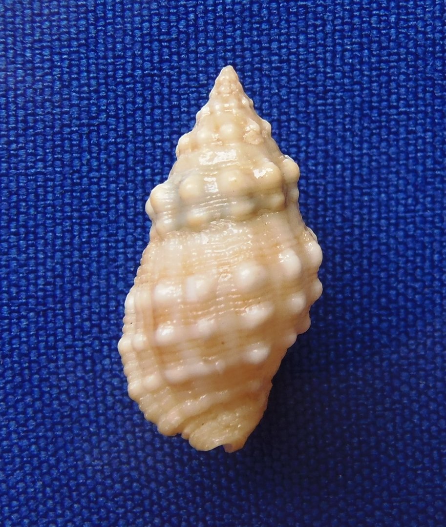 Gems Under the Sea 57147 Seashell Rugose Drupe Drupella rugosa 23 mm