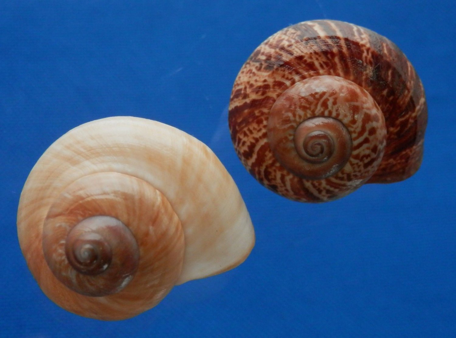 Gems Under the Sea 02891 Landsnail Cyclophorus validus, 2 pcs.