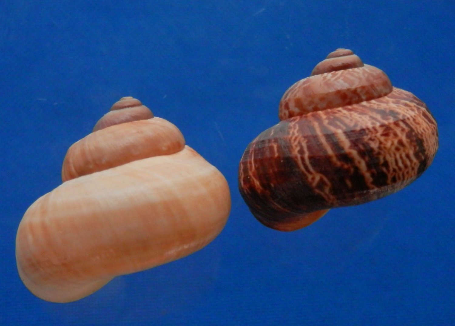 Gems Under the Sea 02891 Landsnail Cyclophorus validus, 2 pcs.