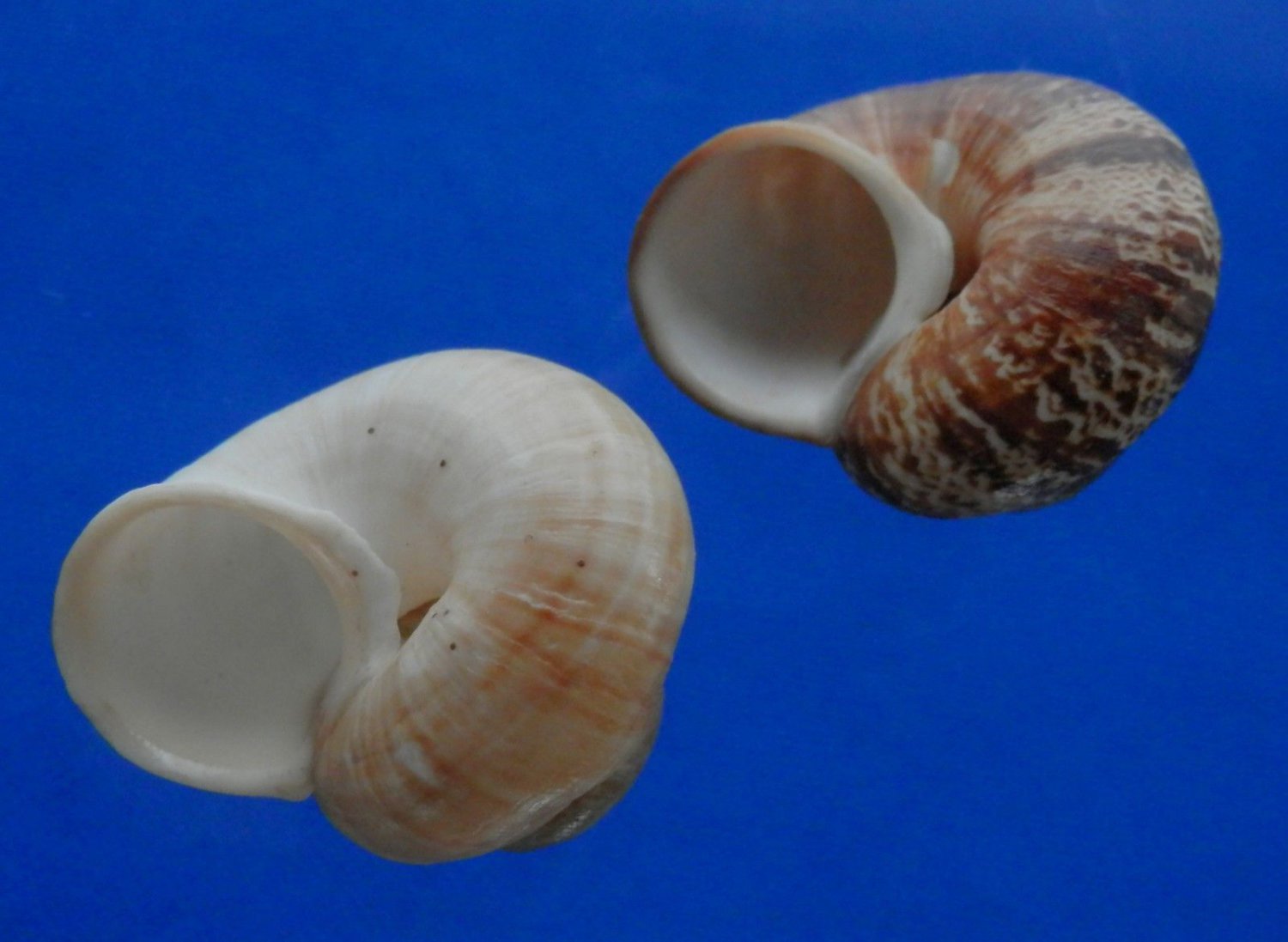 Gems Under the Sea 02891 Landsnail Cyclophorus validus, 2 pcs.