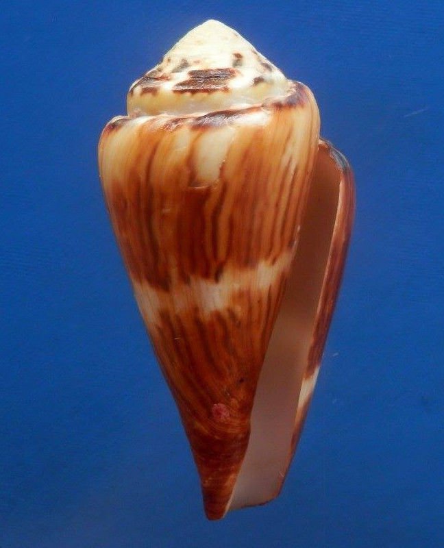 Gems Under the Sea 04035 Seashell Conus vexillum, 69 mm, Freak