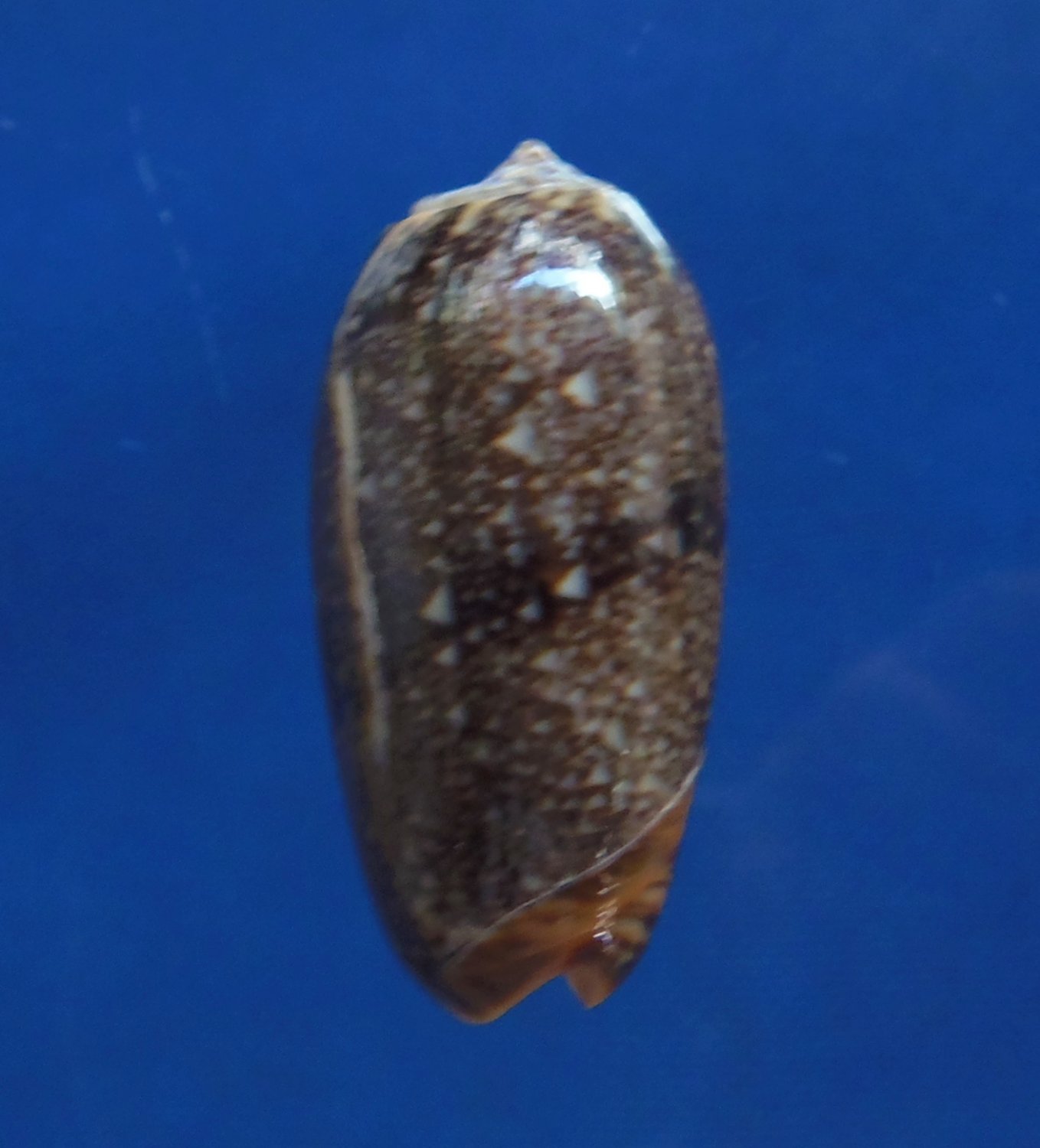 B238 Gems Under the Sea 76849 Seashell Blood Olive Oliva reticulata f ...