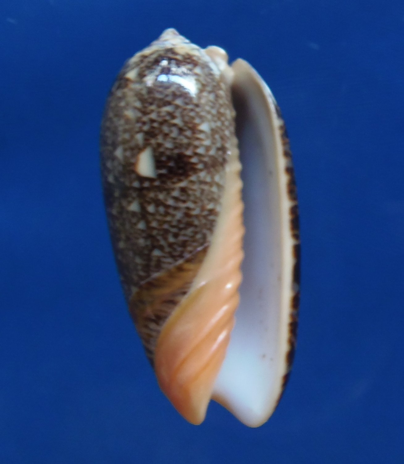 B238 Gems Under the Sea 76849 Seashell Blood Olive Oliva reticulata f ...