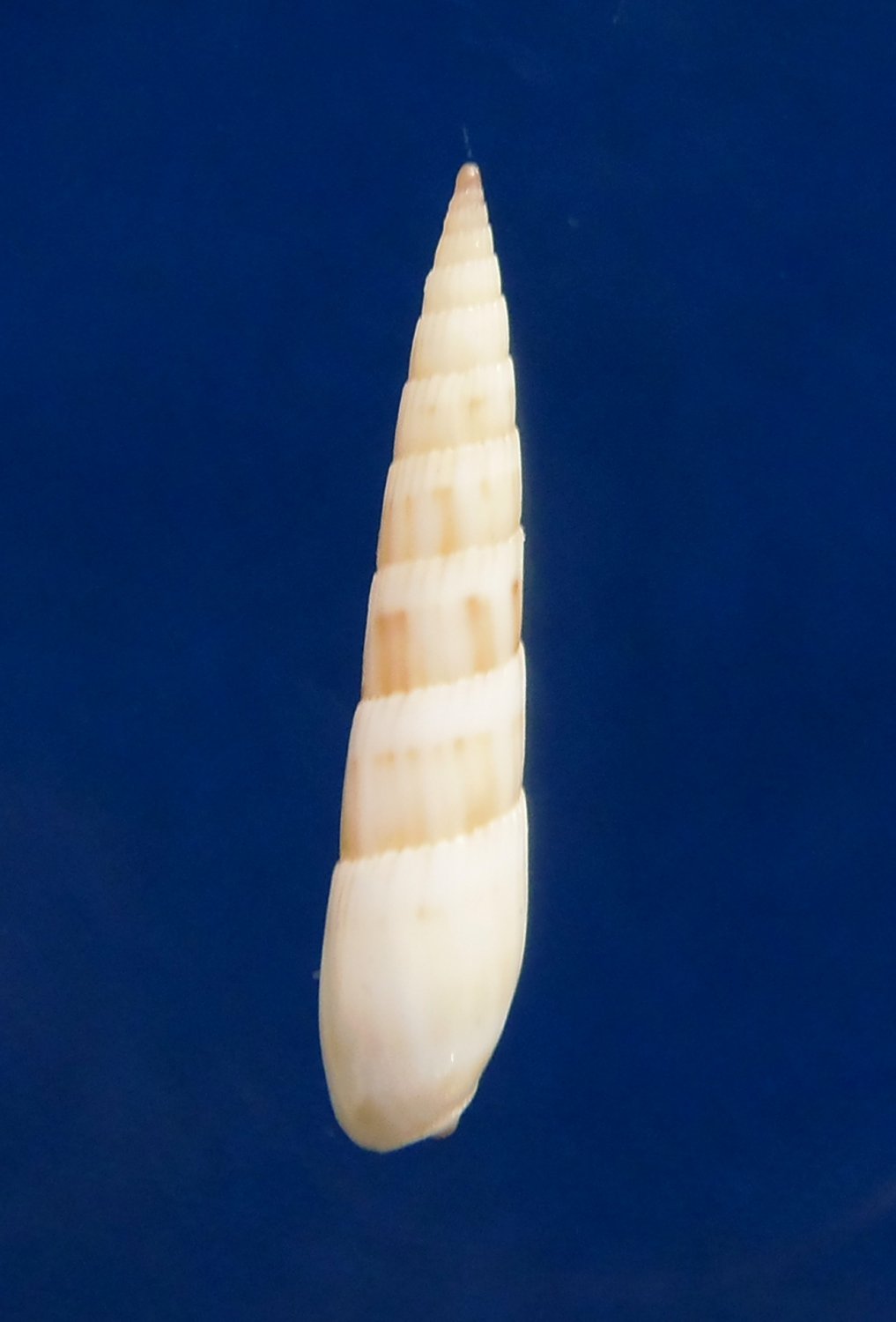 B238 Gems Under the Sea 36812 Seashell White-Banded Auger Hastula ...