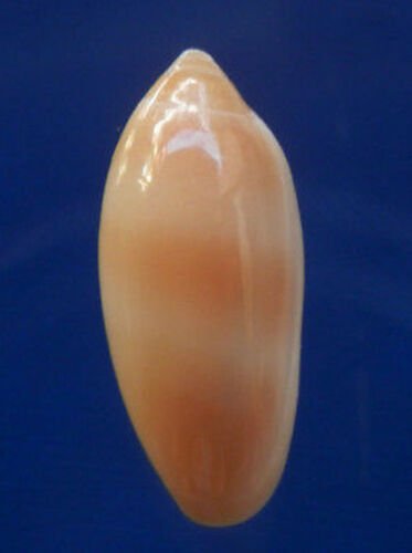 Gems Under the Sea 79192 Seashell Volvarina philippinarum sinistral 12 mm