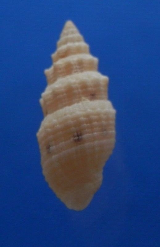 Gems Under the Sea 01238 Seashell Vexillum cadaverosum, 15 mm
