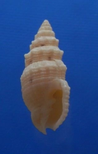 Gems Under the Sea 01238 Seashell Vexillum cadaverosum, 15 mm