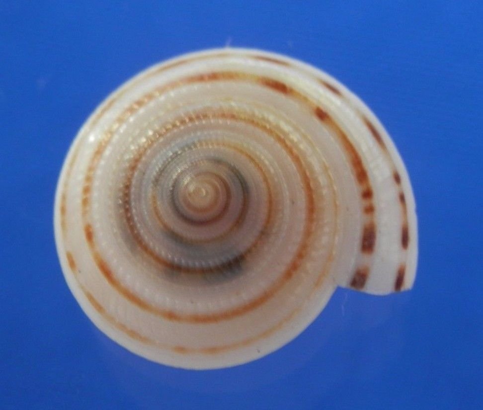 Gems Under the Sea 01297 Seashell Architectonica modesta, 20 mm