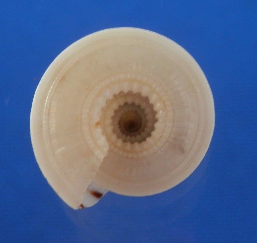 Gems Under the Sea 01297 Seashell Architectonica modesta, 20 mm
