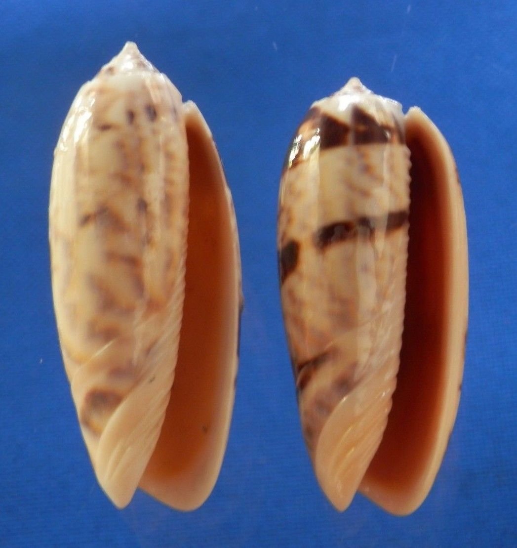Gems Under the Sea 01080 Seashell Oliva miniacea f. johnsoni, 2 pcs
