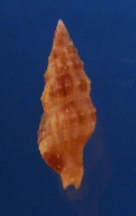 Gems Under the Sea 01124 Seashell Prodotia iostoma, 24.4 mm