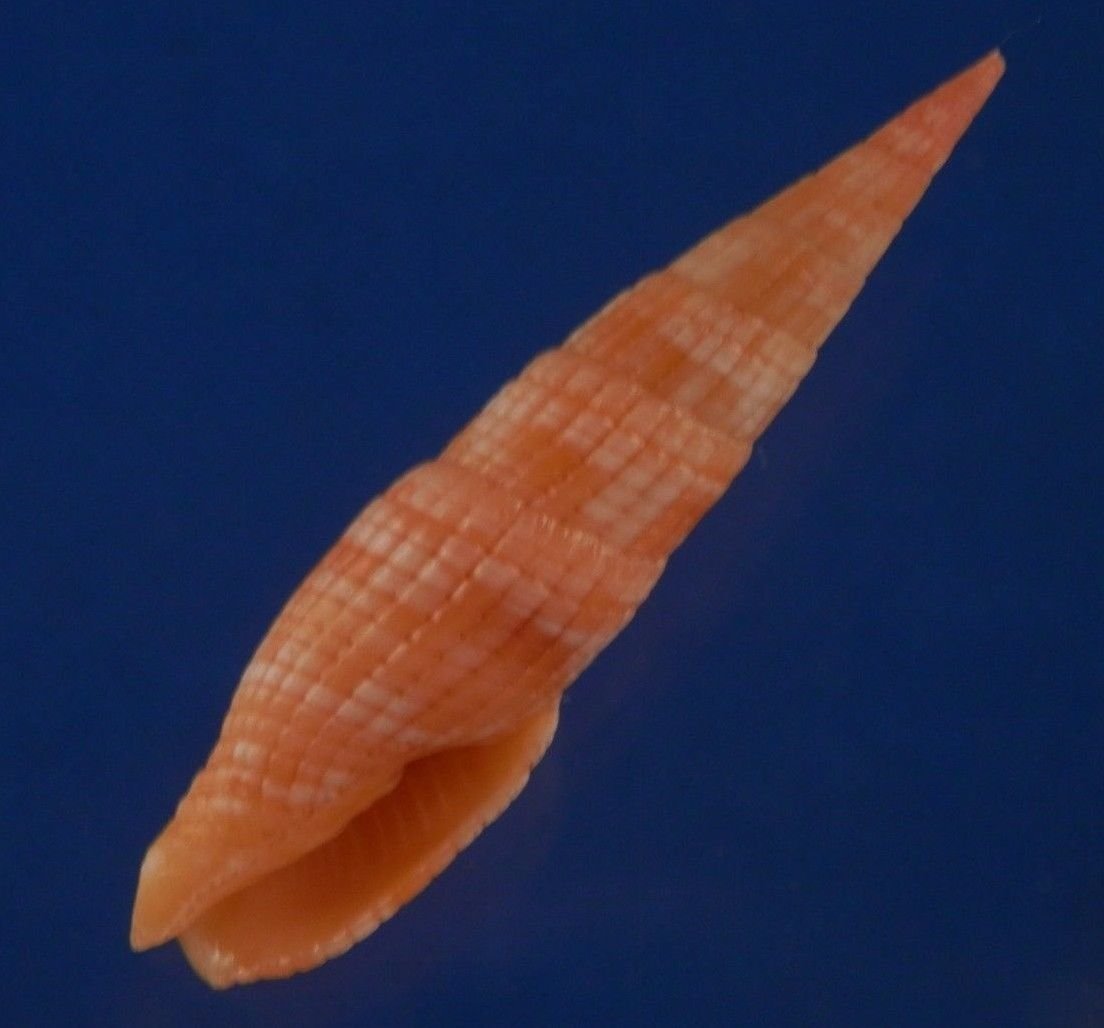 Gems Under the Sea 00863 Seashell Vexillum costatum, 43.7 mm