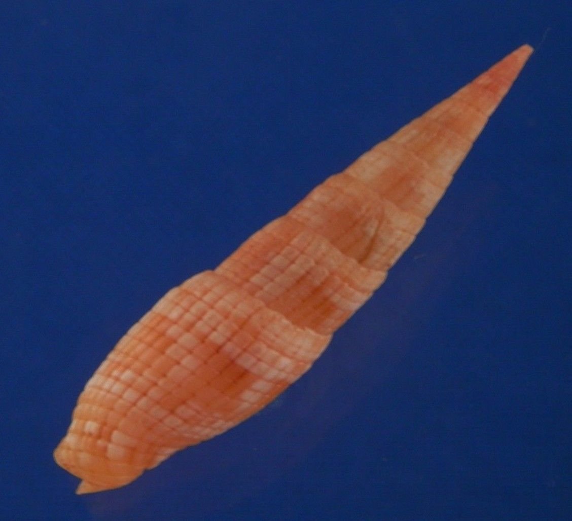 Gems Under the Sea 00863 Seashell Vexillum costatum, 43.7 mm