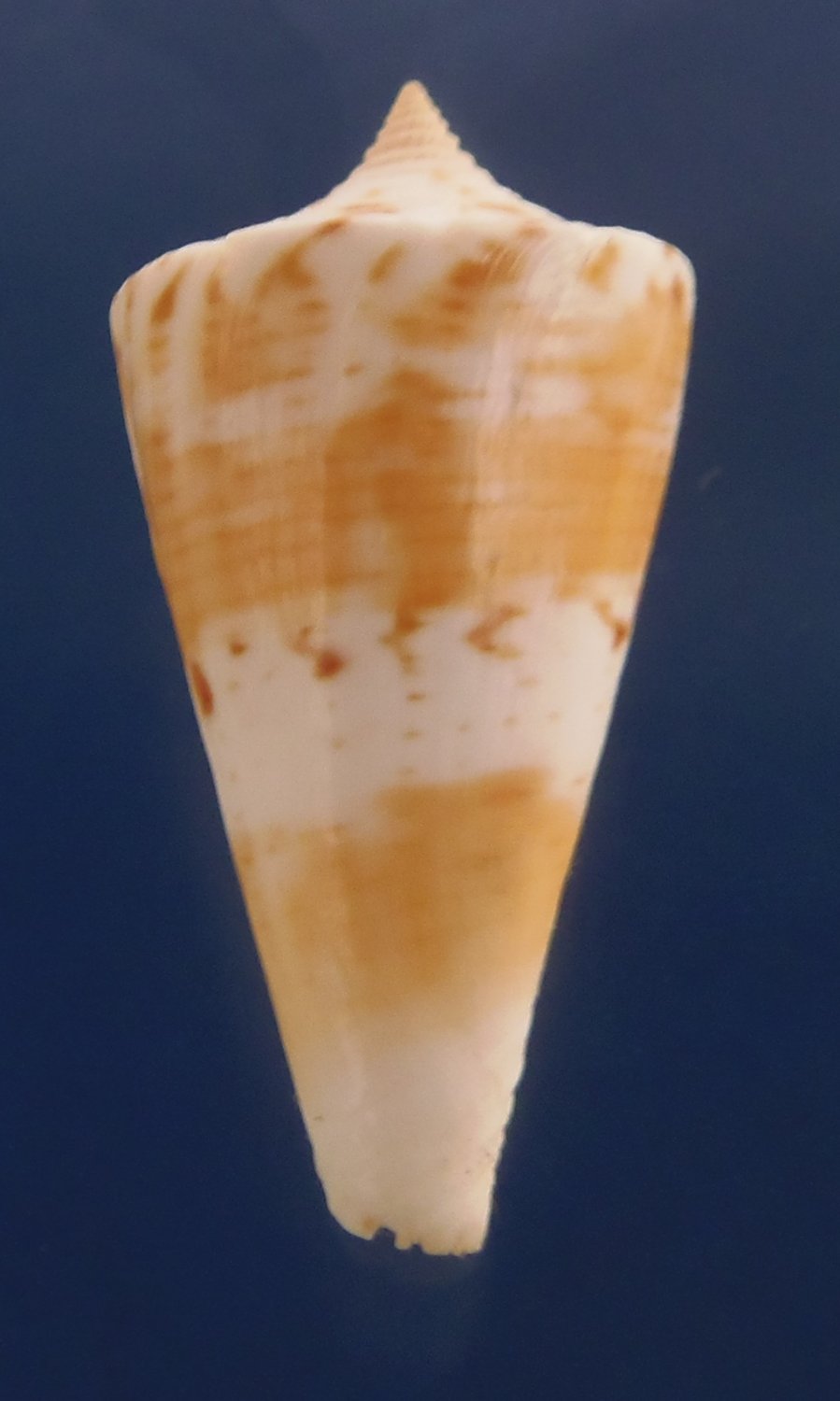 90549 Seashell Conus voluminalis, 34.3 mm